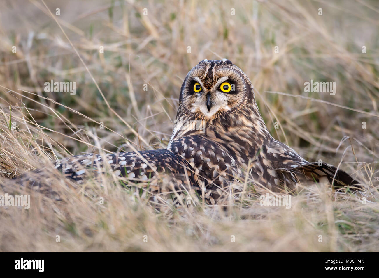 Vancouver owl hi-res stock photography and images - Alamy