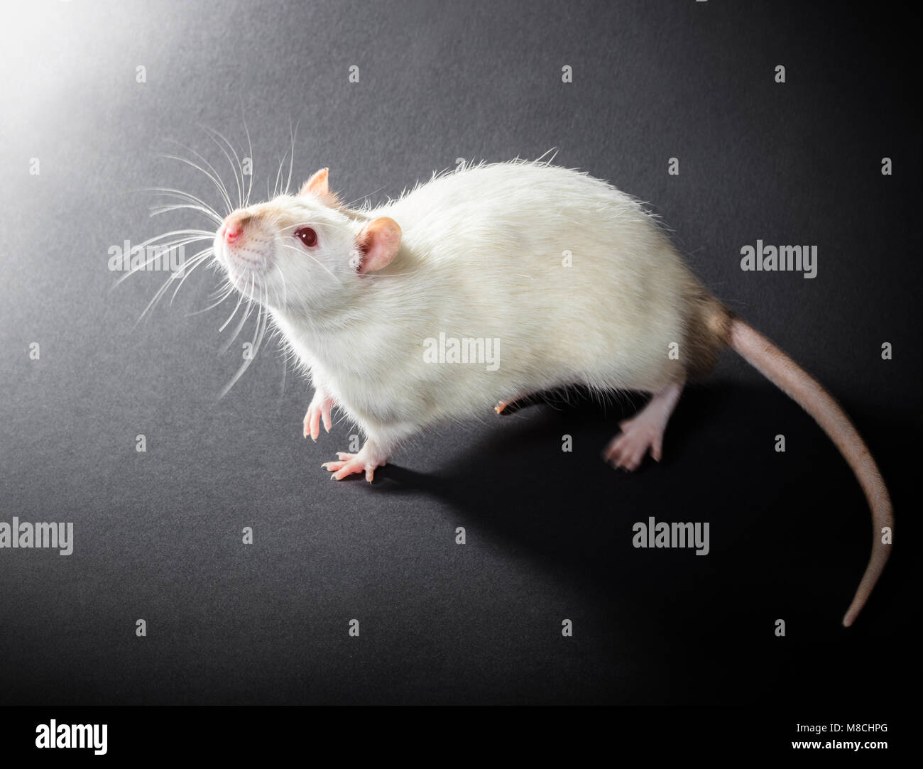 White test rat sitting hi-res stock photography and images - Alamy