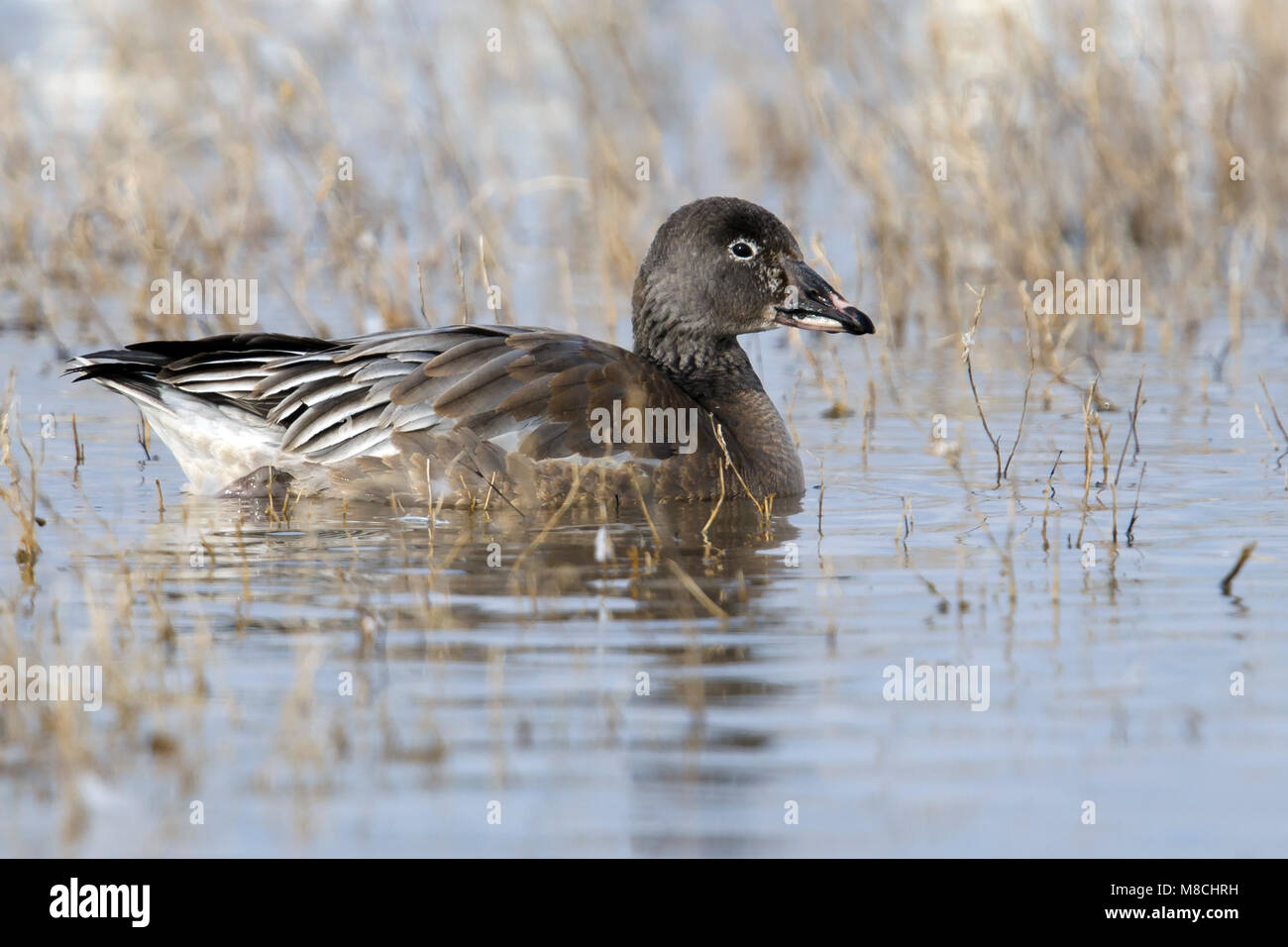Blue morph snow goose hi-res stock photography and images - Alamy