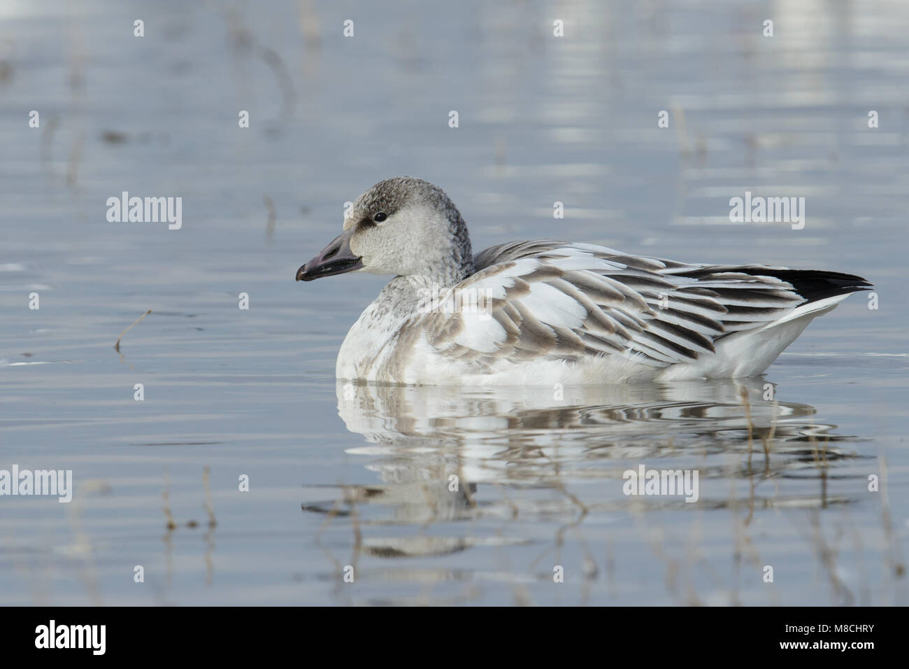 Juveniele witte vorm Sneeuwgans, Juvenile white morph Snow Goose Stock ...