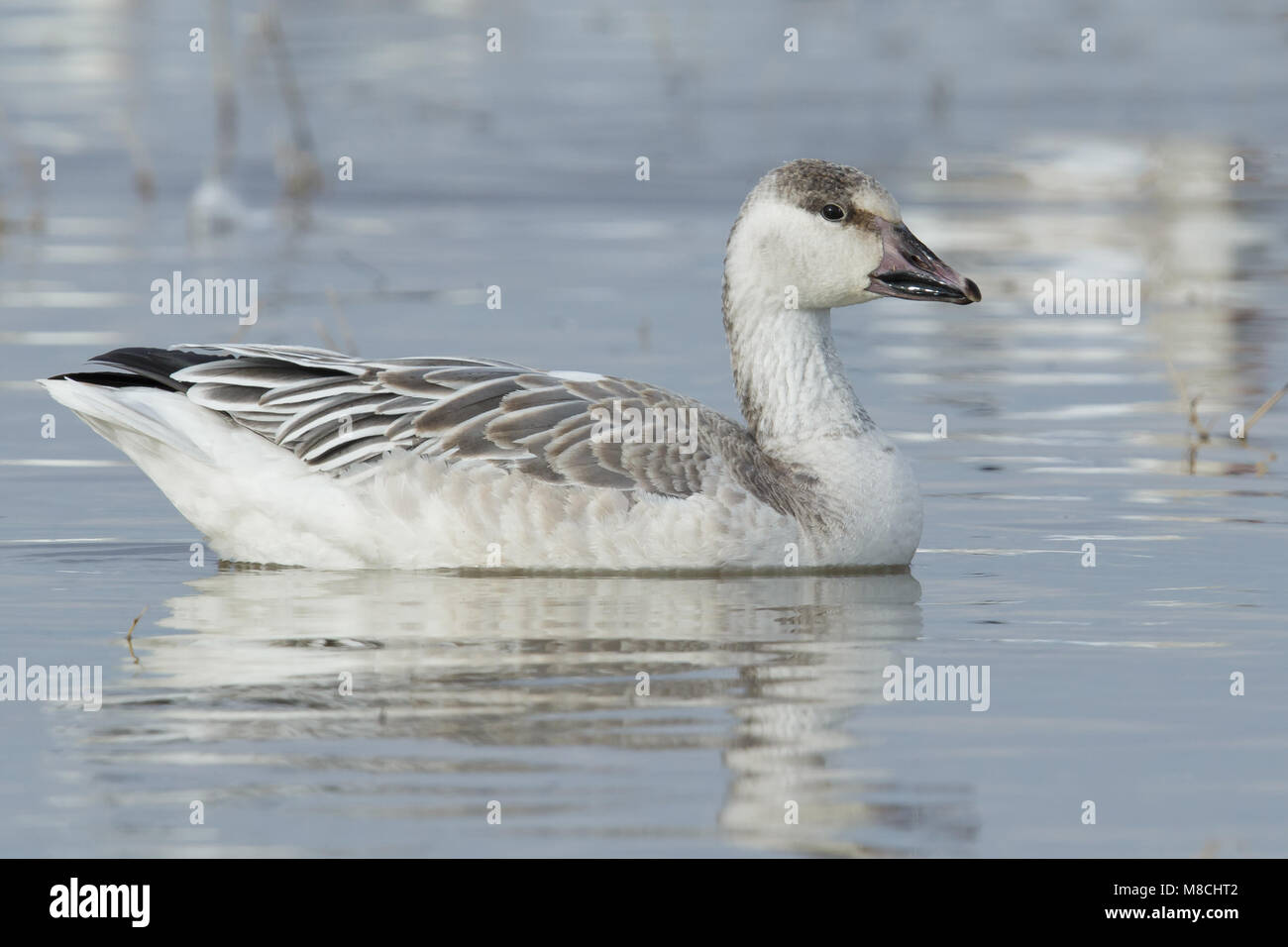 Juveniele witte vorm Sneeuwgans, Juvenile white morph Snow Goose Stock ...