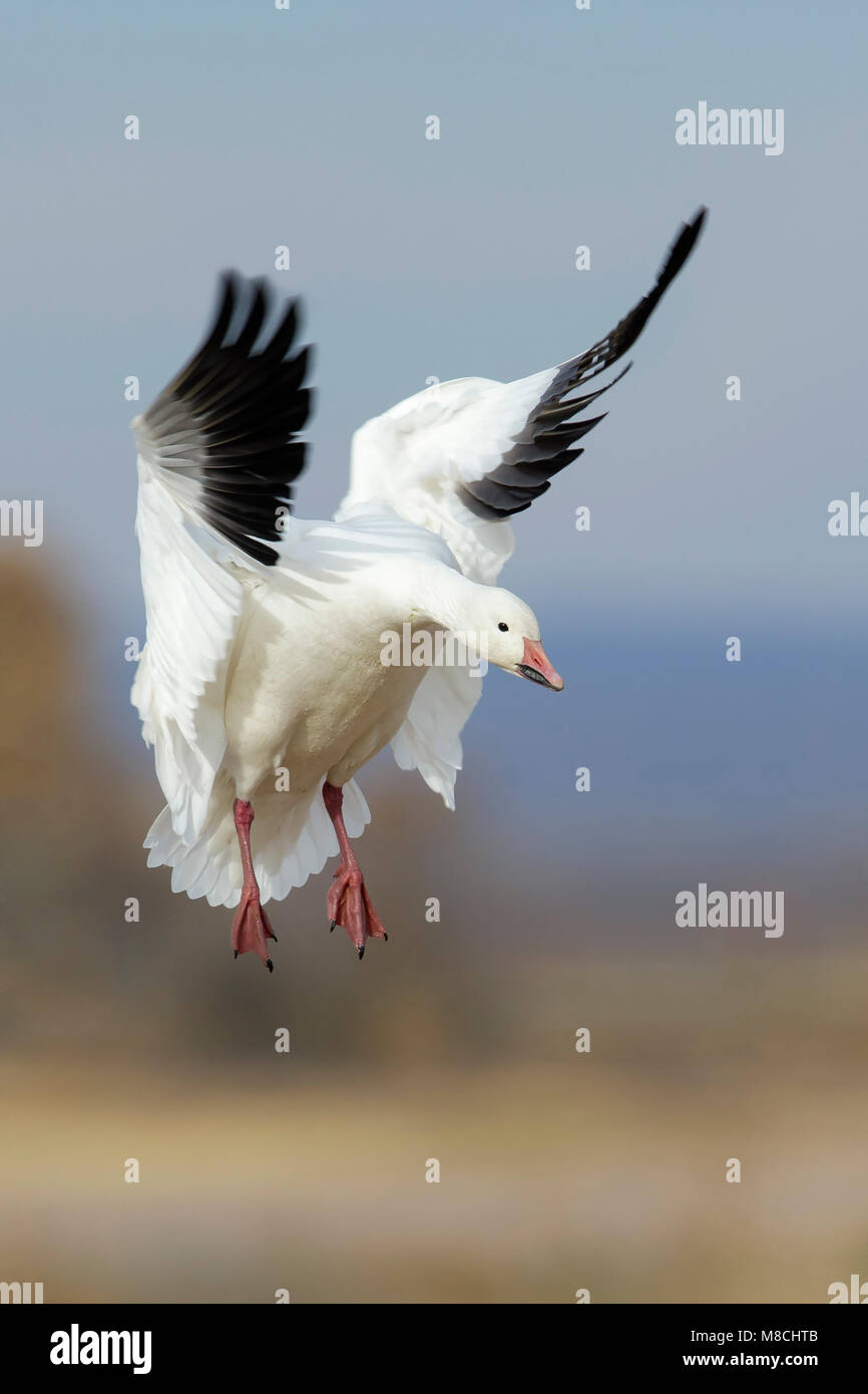 Adult white morph hi-res stock photography and images - Alamy