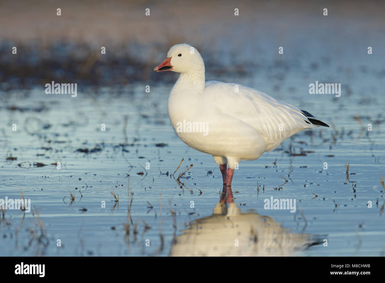 Small goose hi-res stock photography and images - Alamy