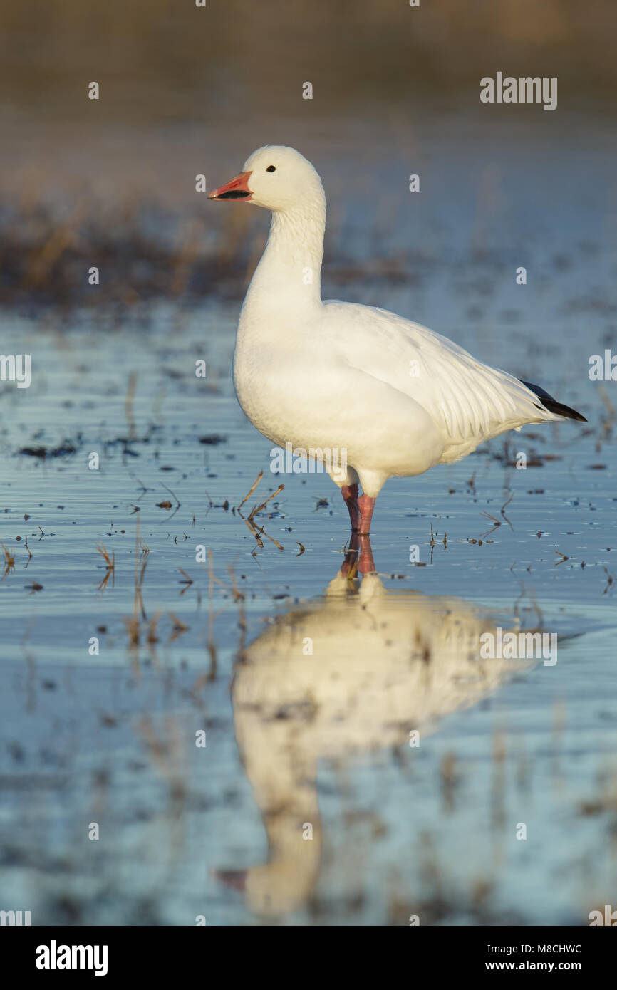 Small goose hi-res stock photography and images - Alamy