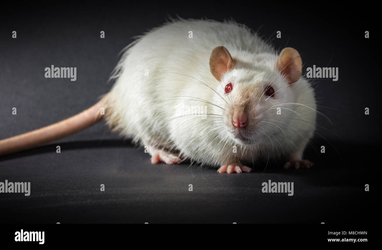 White test rat sitting hi-res stock photography and images - Alamy