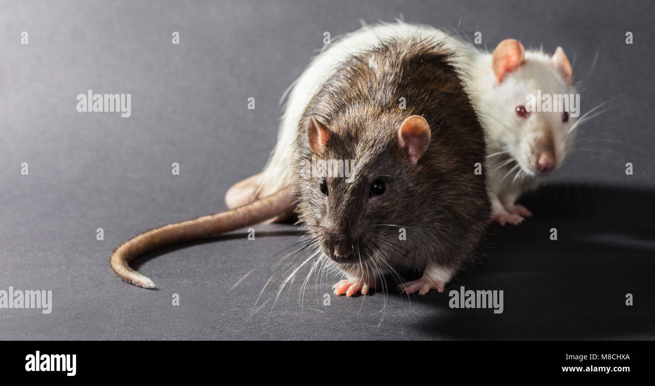 Gray And White Wild Rat