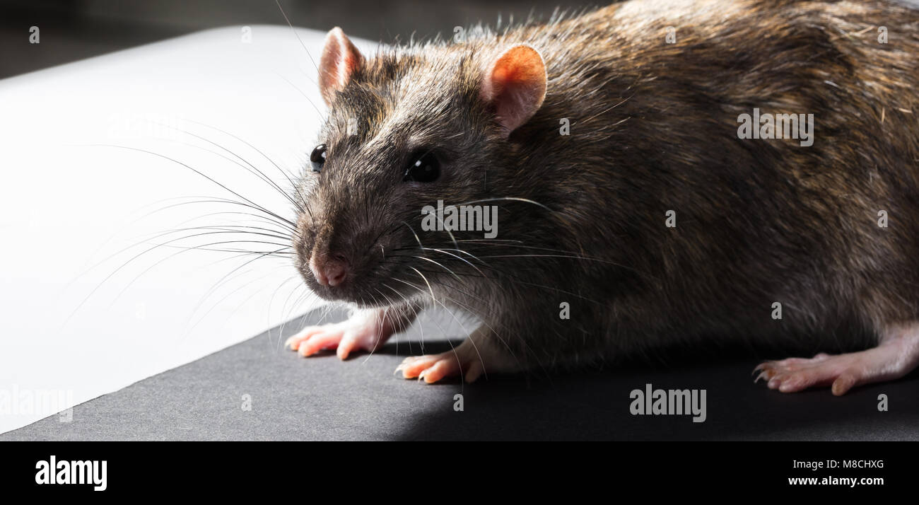 animal gray rat portrait close-up, sitting looking Stock Photo - Alamy
