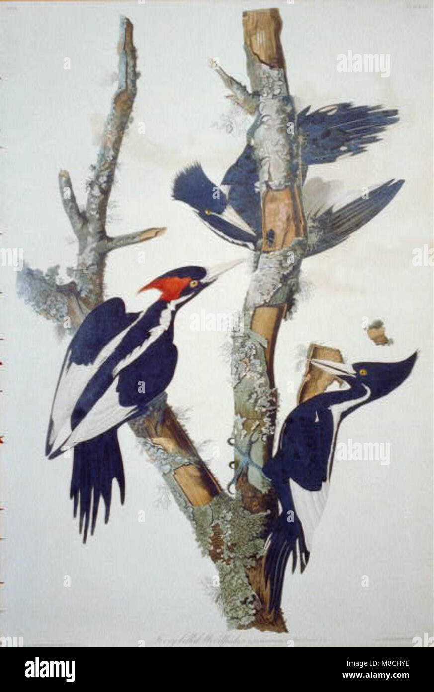 A photograph of the Ivory-Billed Woodpecker, showcasing the rare bird ...