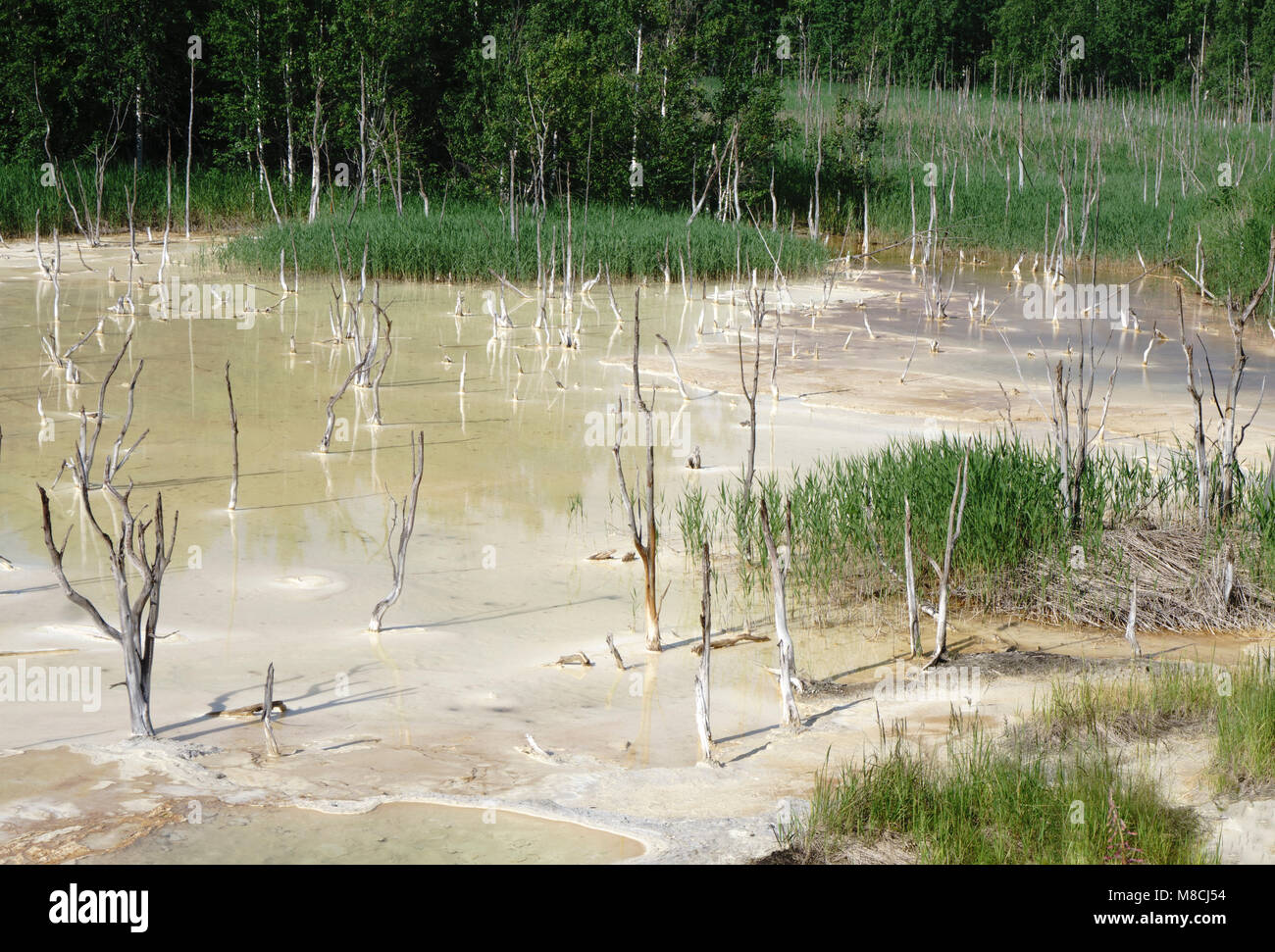 Dead birch after drainage and peat extraction in the Dead Moore Stock ...