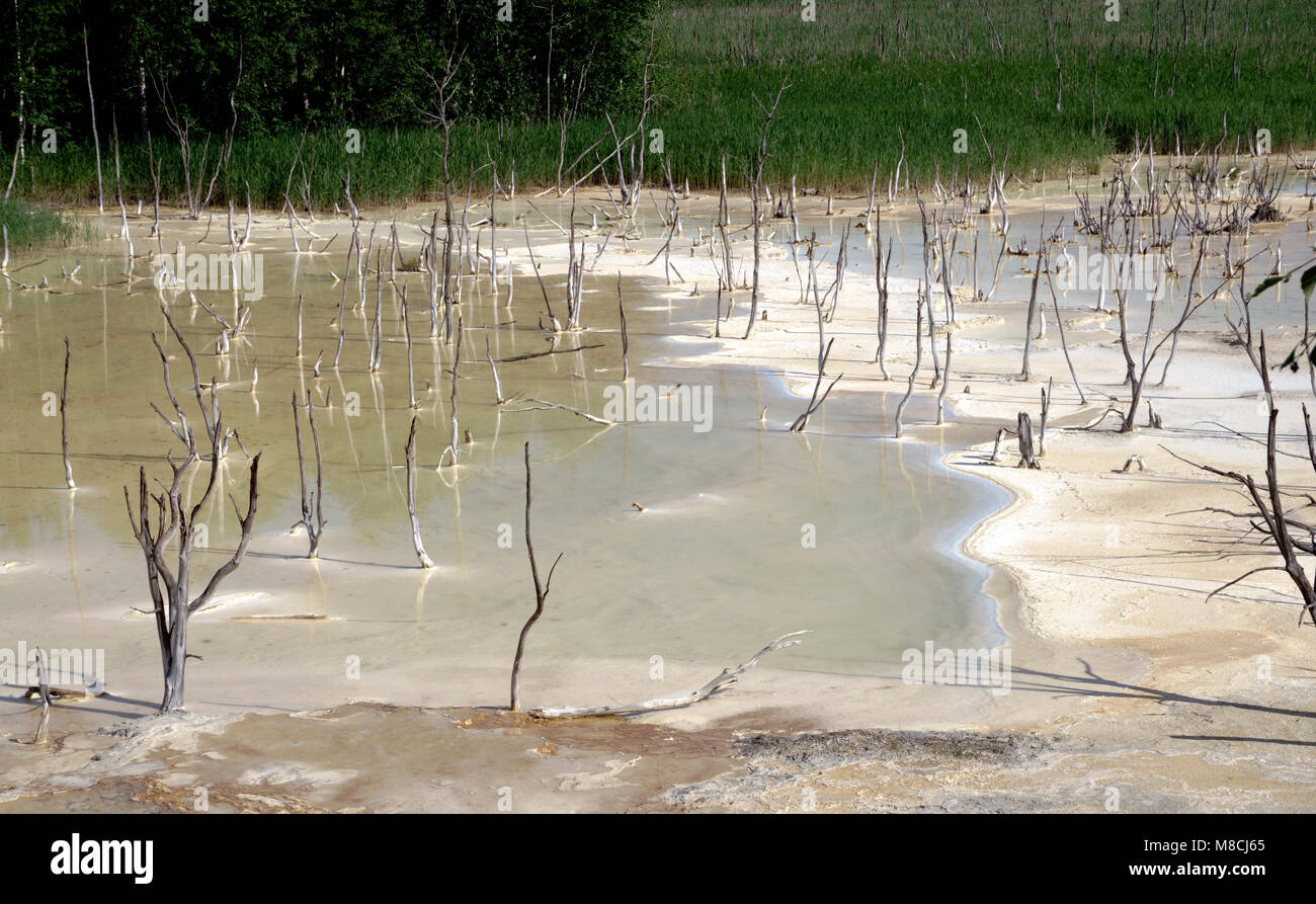 Dead Trees in the forest around a lake with low water levels Stock ...
