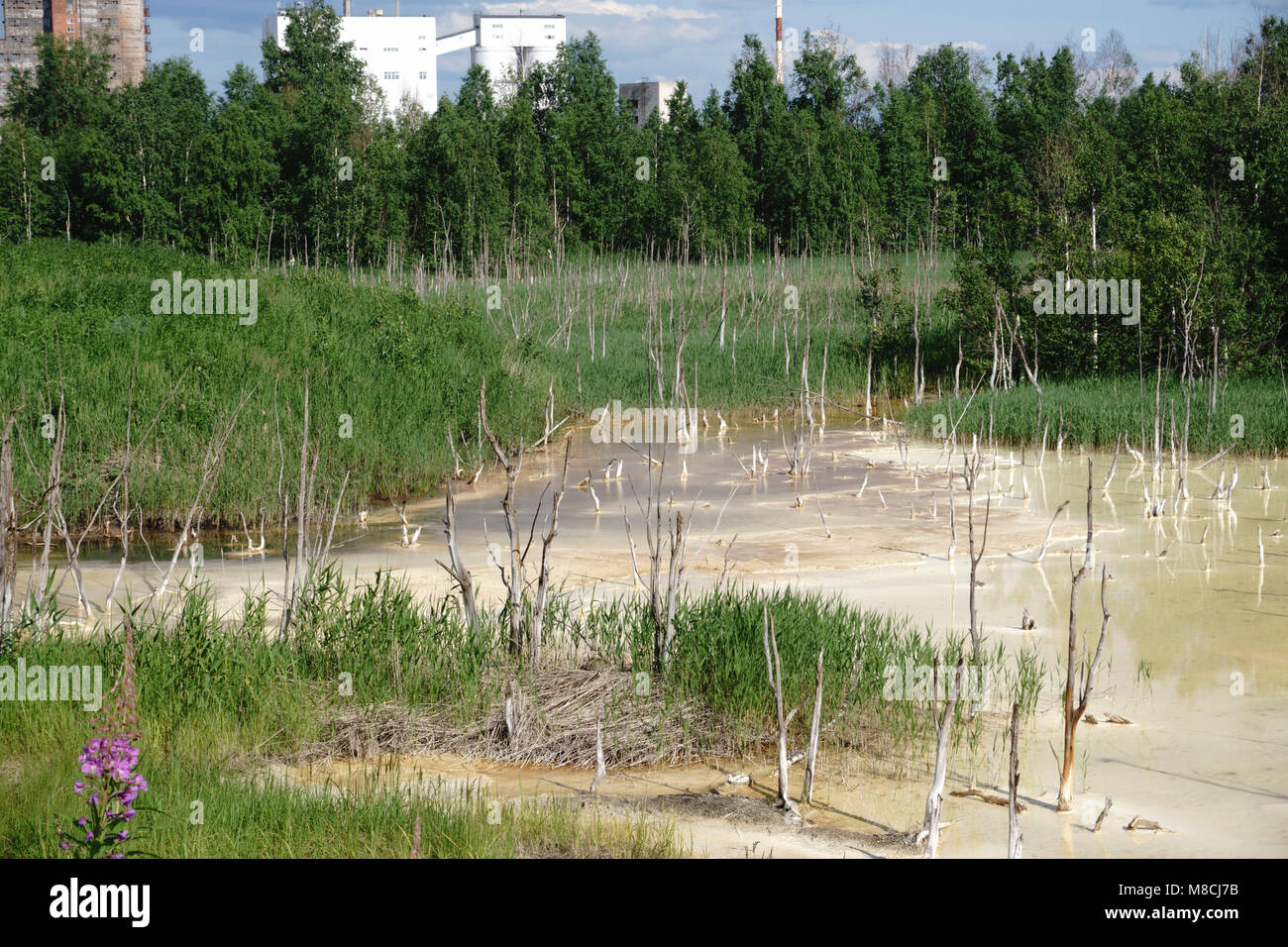 WET LAND AND DRY TREE Stock Photo - Alamy
