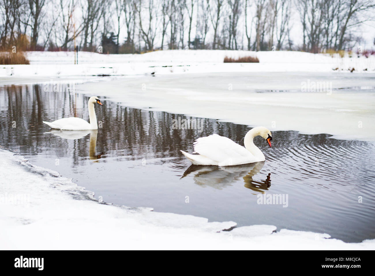 Icey Pond High Resolution Stock Photography and Images - Alamy