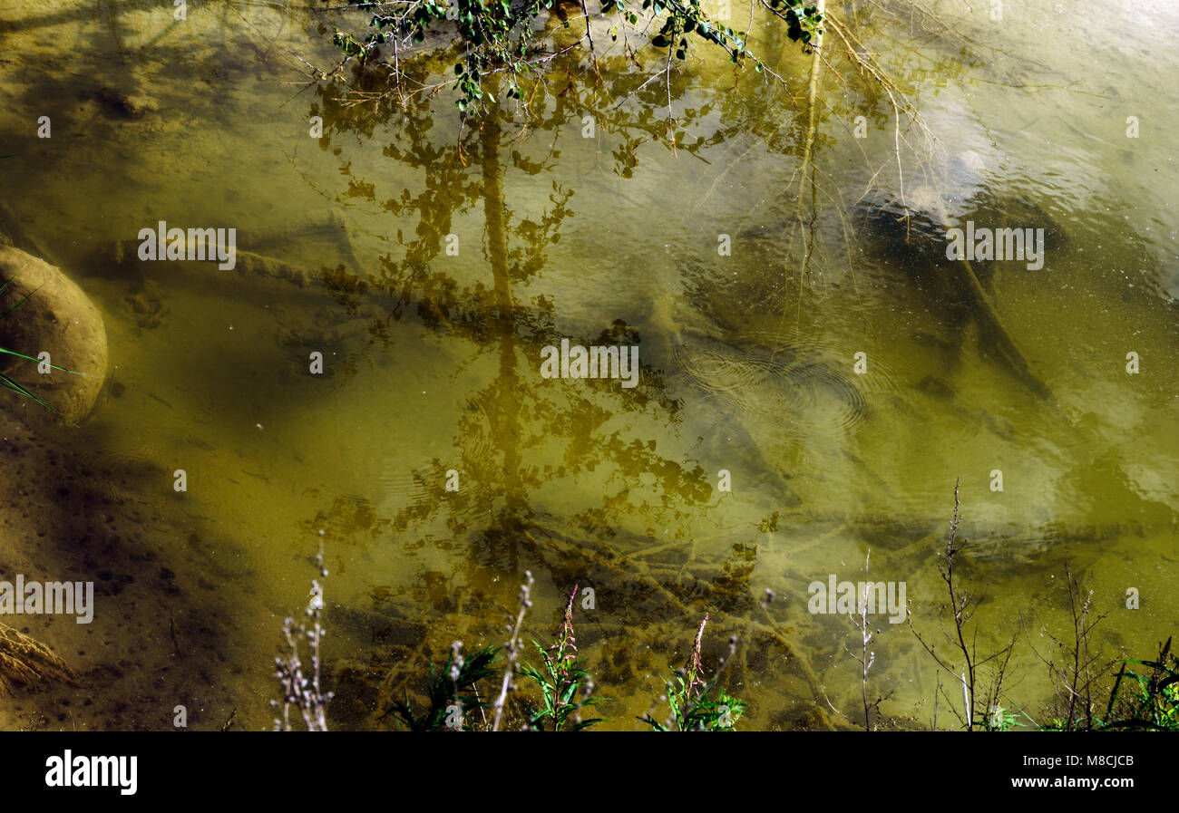 Garbage on green water surface pollution in public canal and waste ...