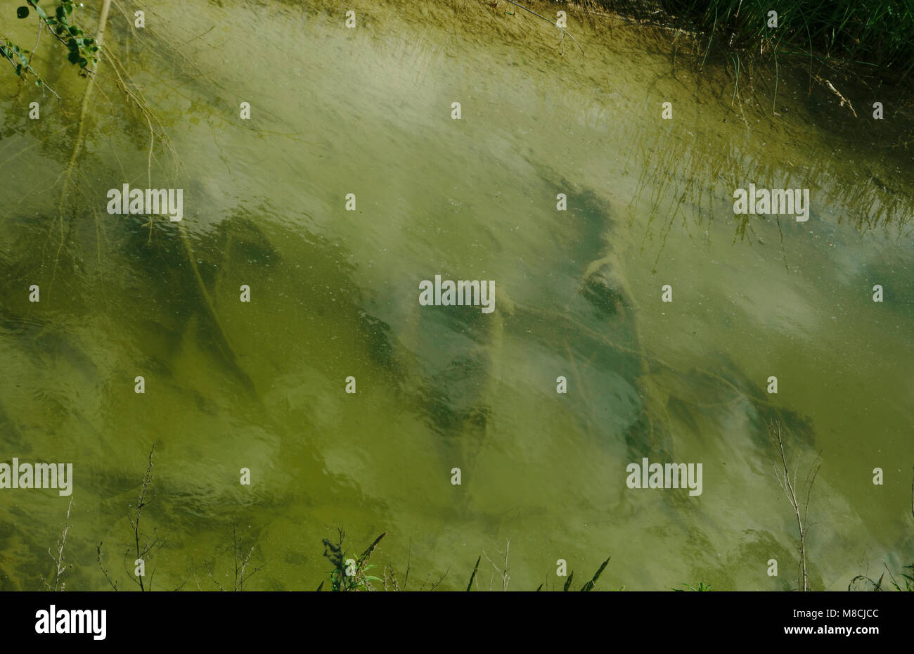 Garbage on green water surface pollution in public canal and waste ...
