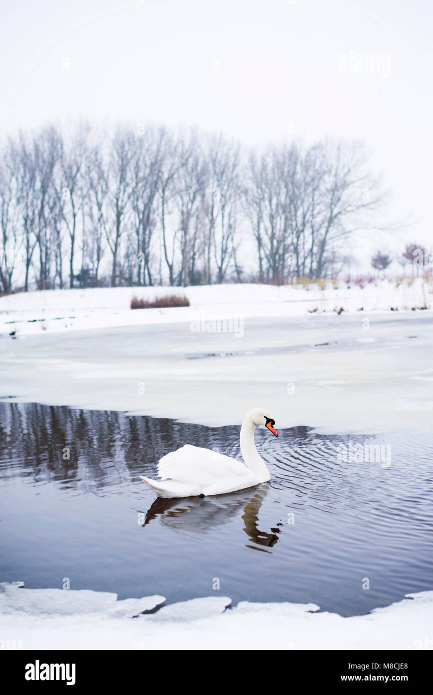 Icey pond hi-res stock photography and images - Alamy