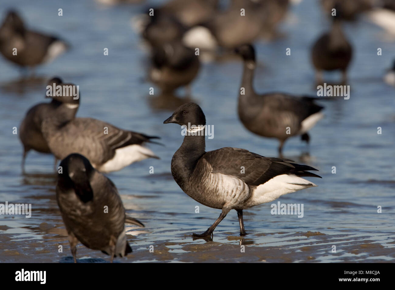 Zwarte Rotgans op het wad; Black Brant on the mudflats Stock Photo - Alamy