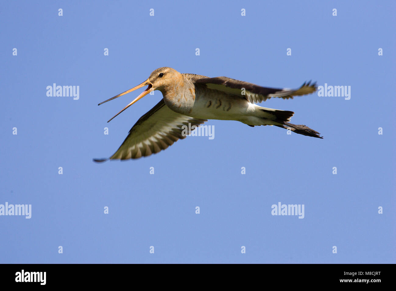 Black-tailed Godwit flying; Grutto vliegend Stock Photo - Alamy