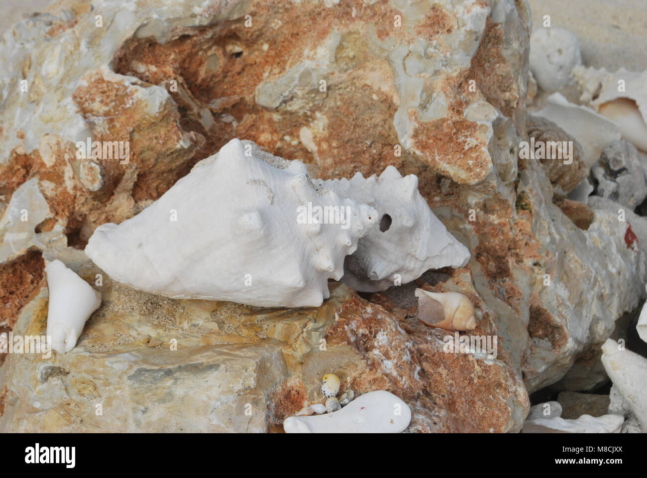 Shell group hi-res stock photography and images - Alamy