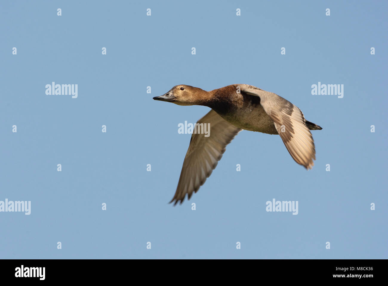 Tafeleend vliegend vrouwtje vliegend; Common Pochard flying female ...