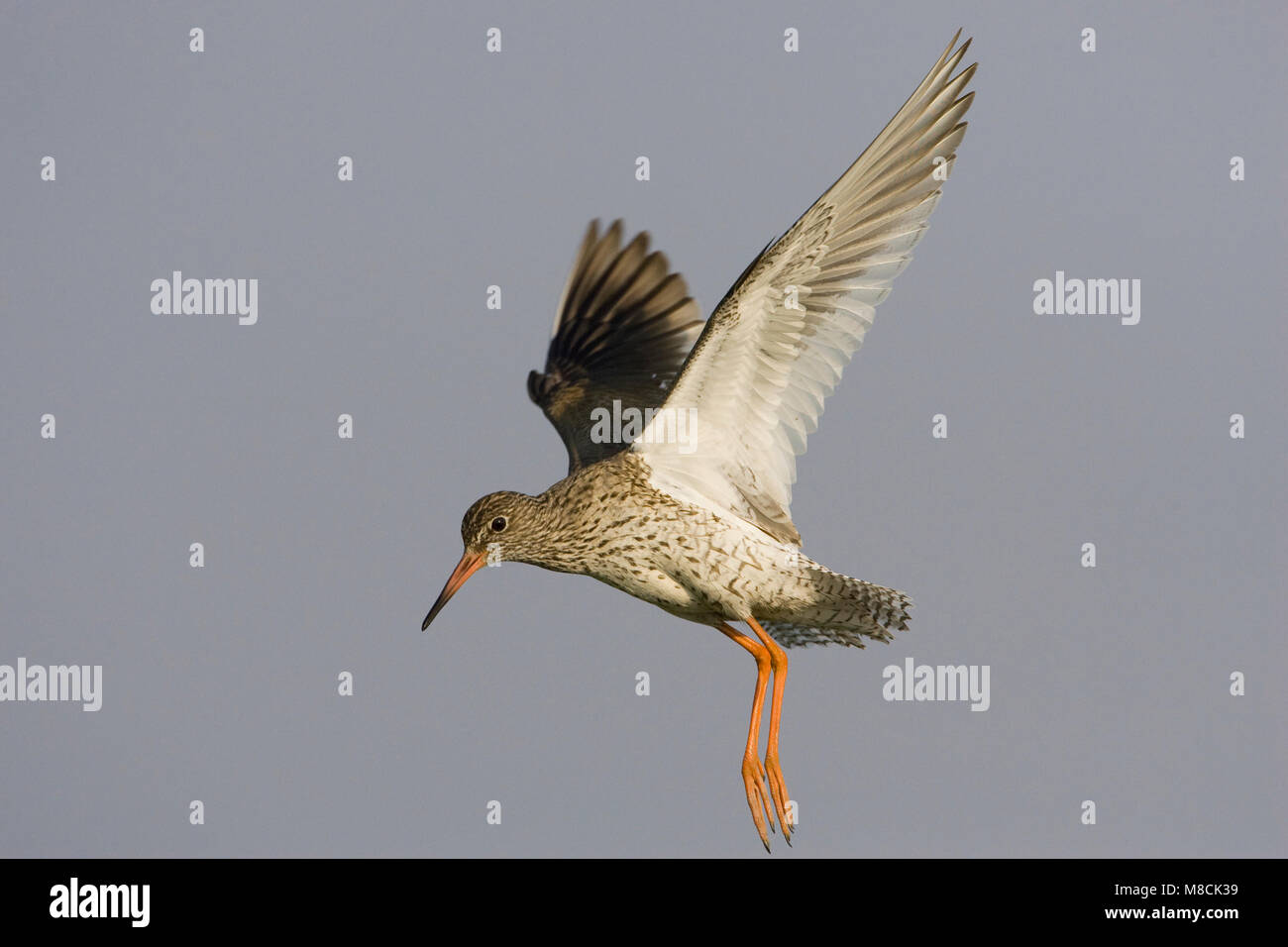 Vliegende Tureluur; Flying Common Redshank Stock Photo - Alamy