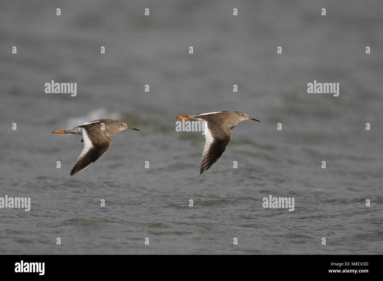 Vliegende Tureluurs; Flying Common Redshanks Stock Photo - Alamy