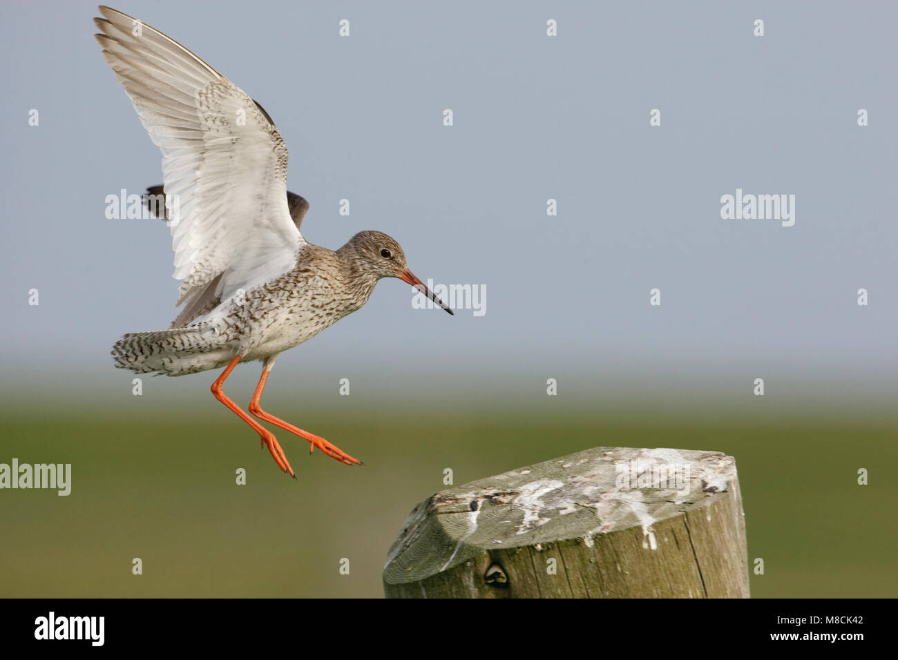 Vliegende Tureluur; Flying Common Redshank Stock Photo - Alamy