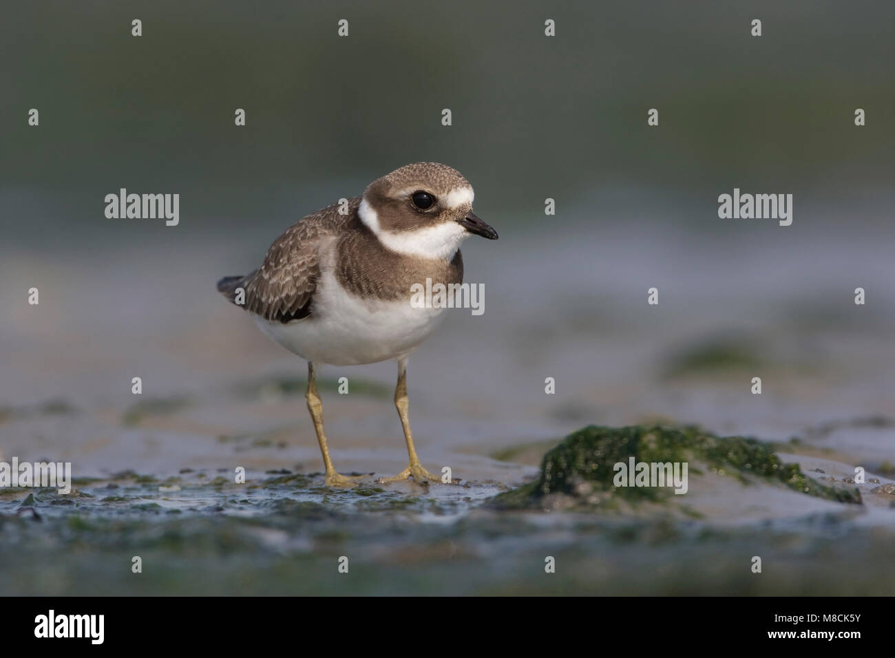 Juvenile little ringed plover hi-res stock photography and images - Alamy