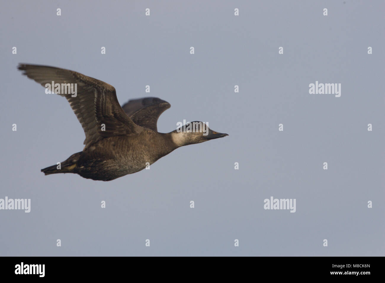 Common Scoter female flying, Zwarte Zeeeend vrouwtje vliegend Stock ...