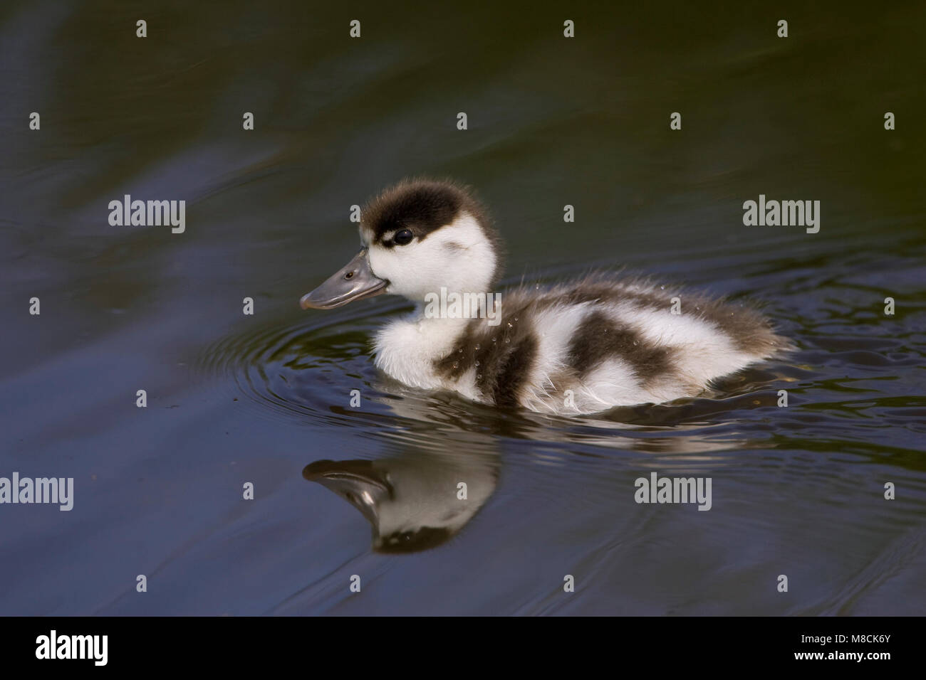 Jonge Bergeend; Young Common Shelduck Stock Photo - Alamy