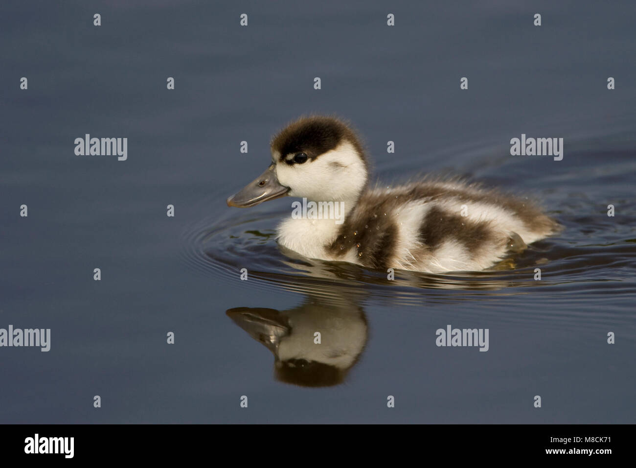 Bergeend zwemmend kuiken; Common Shelduck swimming chick Stock Photo ...