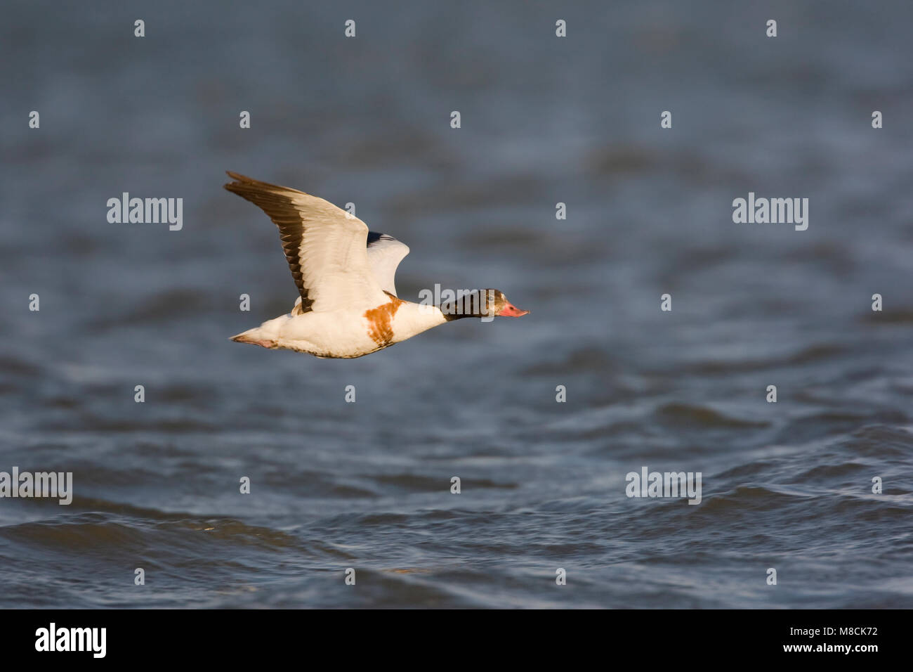 Bergeend vliegend; Common Shelduck flying Stock Photo - Alamy