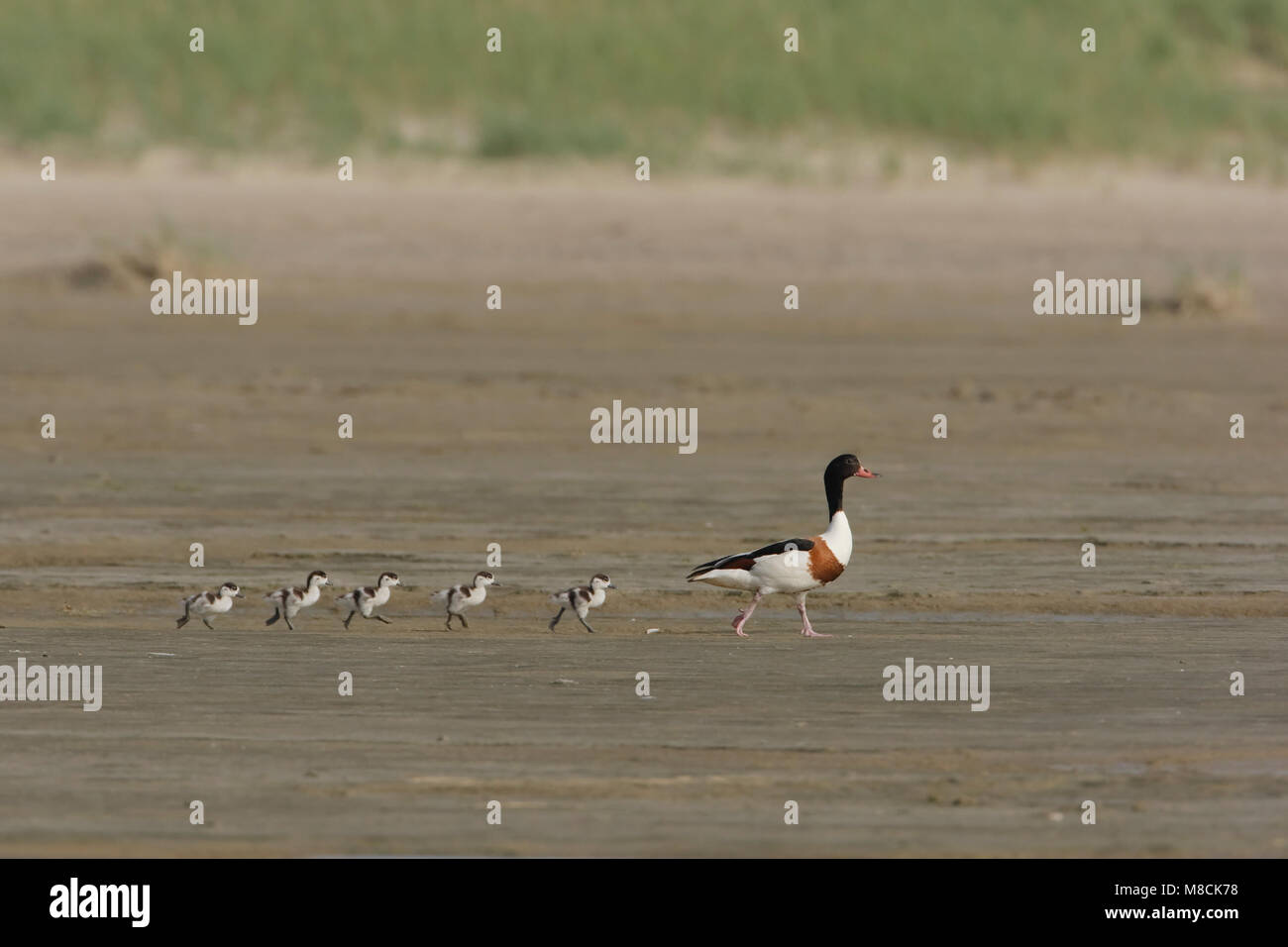 Bergeend ouder met jongen; Common Shelduck adult with young Stock Photo ...
