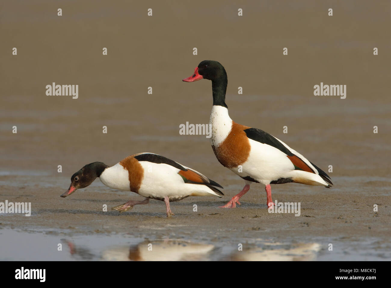 Bergeend twee adulten; Common Shelduck two adults Stock Photo - Alamy