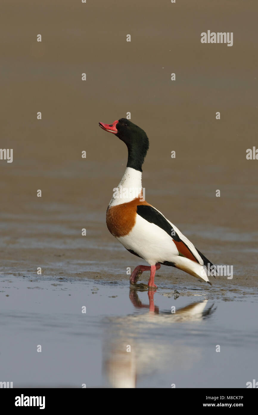 Bergeend volwassen mannetje; Common Shelduck adult male Stock Photo - Alamy