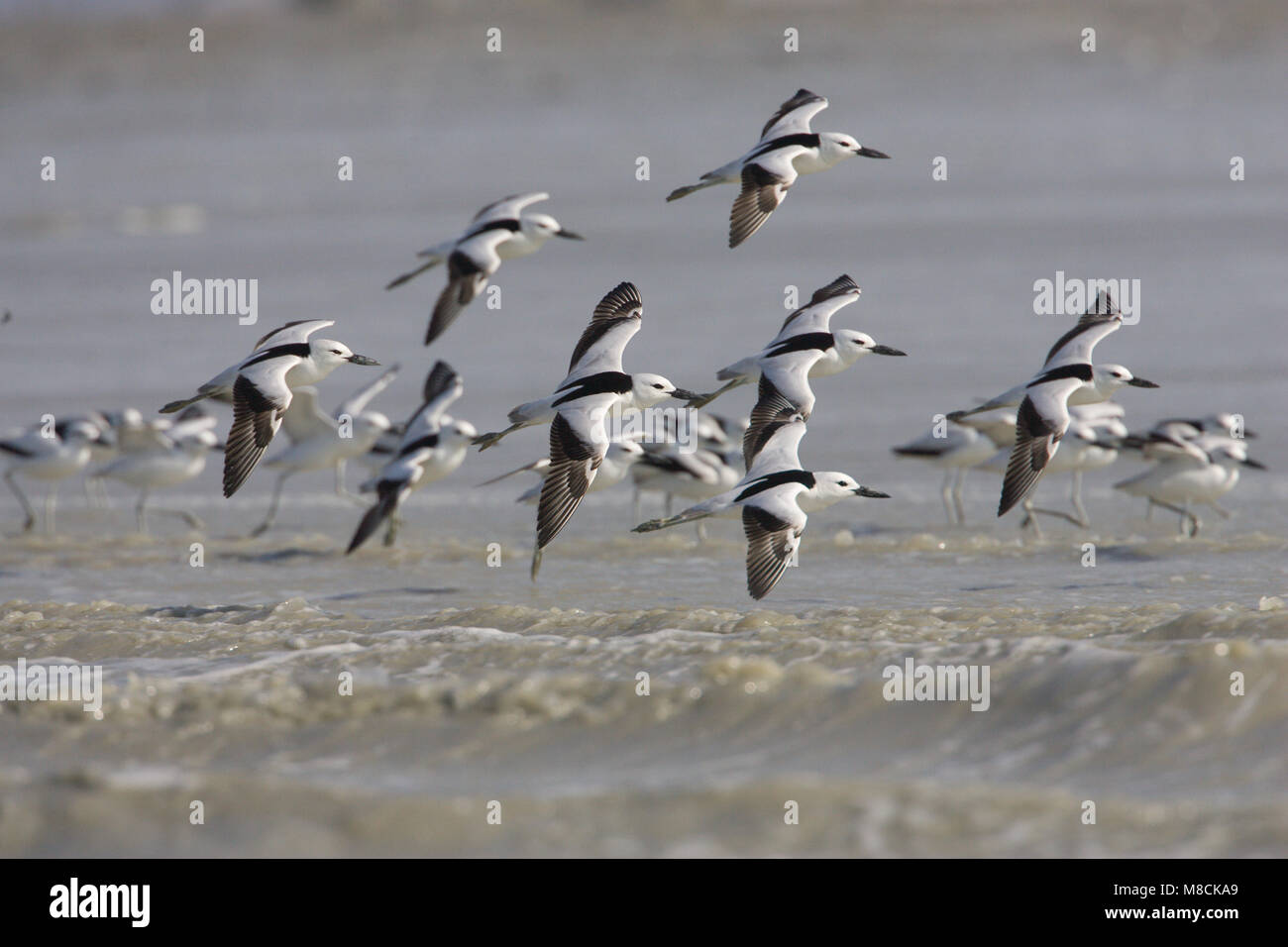 Crab Plover flock flying; Krabplevier groep vliegend Stock Photo - Alamy