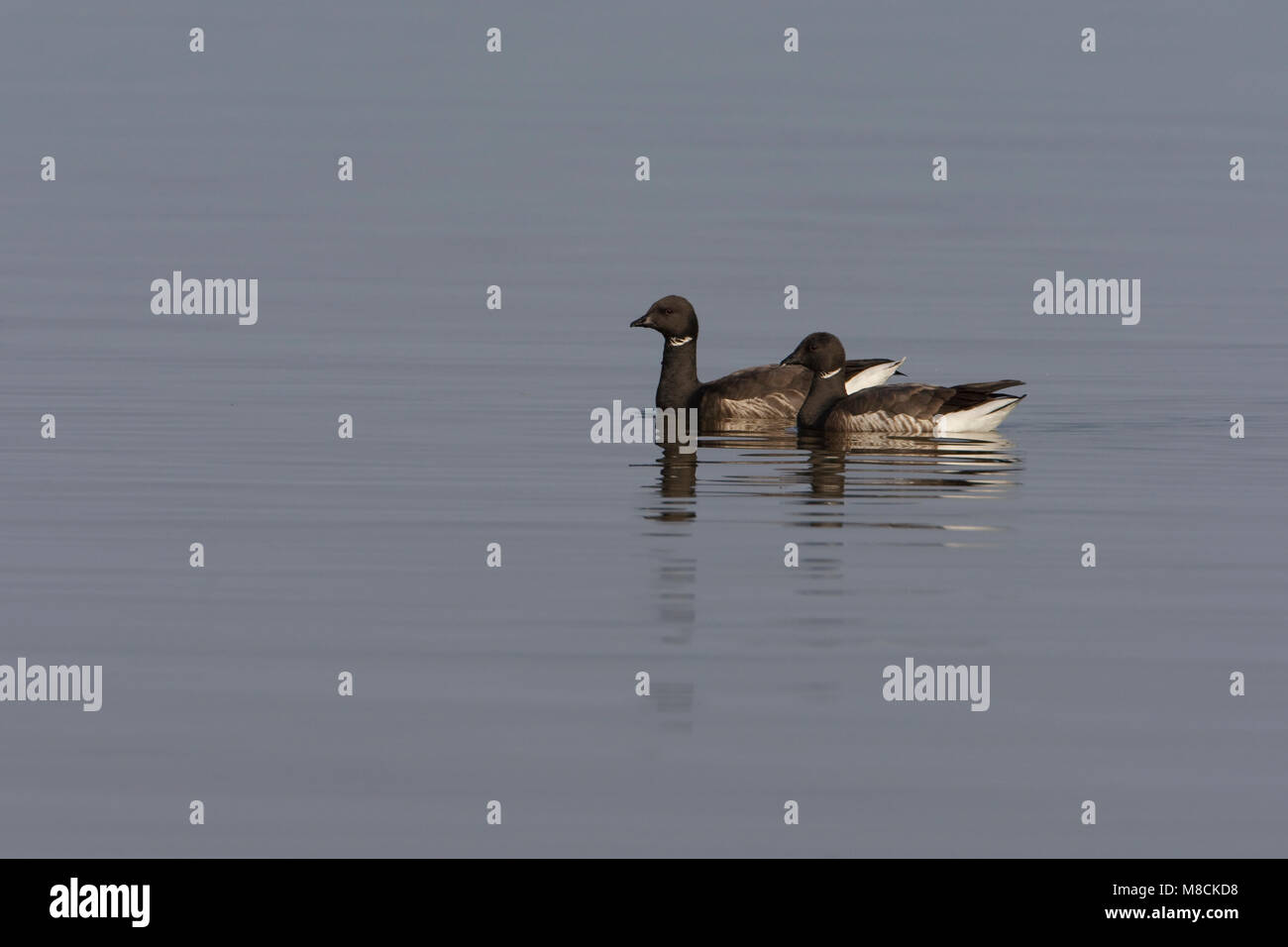Zwemmende Rotganzen; Swimming Dark-bellied Brent Geese Stock Photo - Alamy