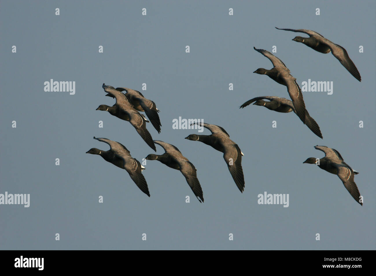 Brent Goose a group in flight, Rotgans een groep in vlucht Stock Photo ...