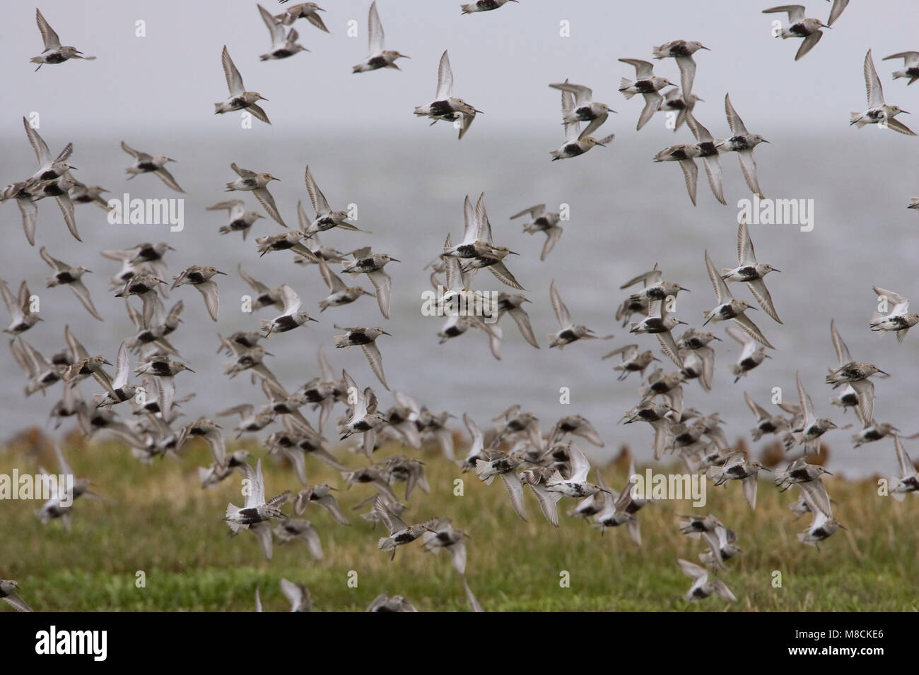Strandlopers High Resolution Stock Photography and Images - Alamy