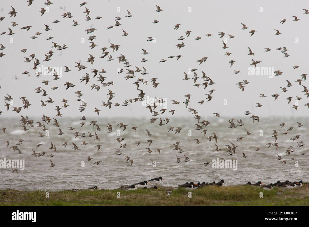 Strandlopers High Resolution Stock Photography and Images - Alamy