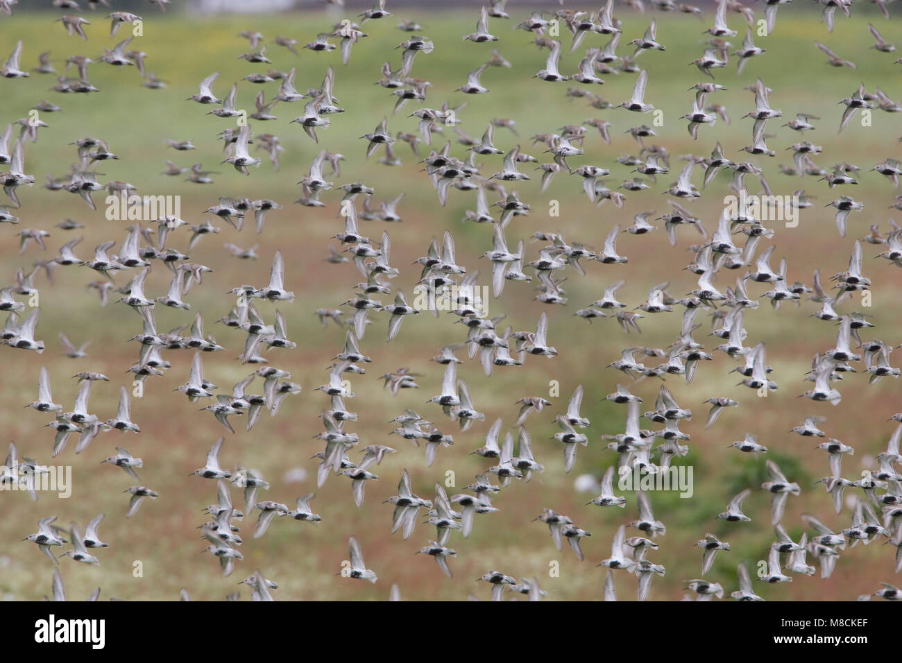 Strandlopers High Resolution Stock Photography and Images - Alamy