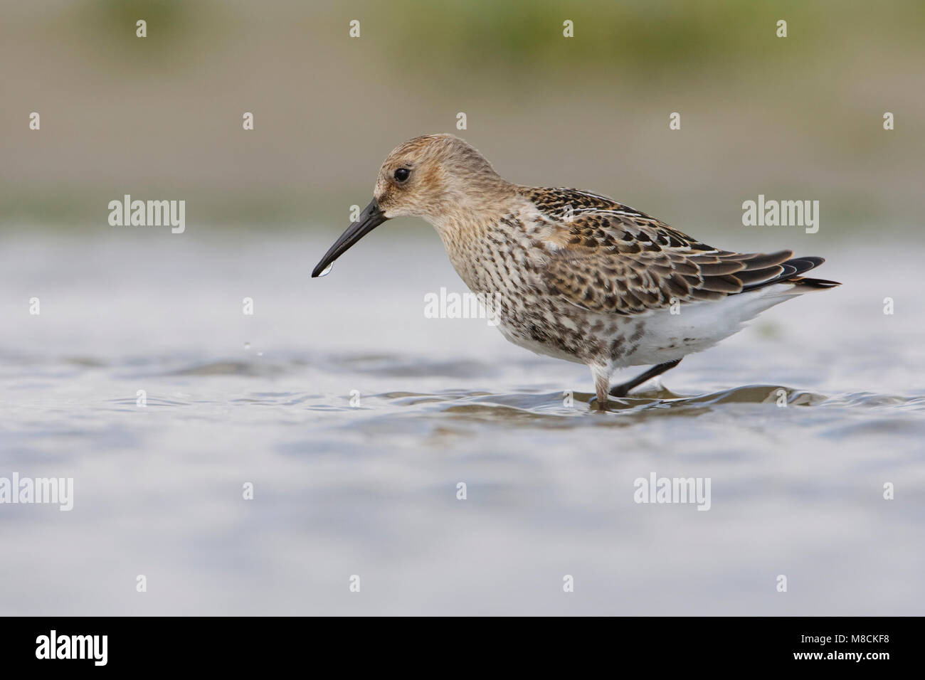 Juvenile bonte strandloper hi-res stock photography and images - Alamy