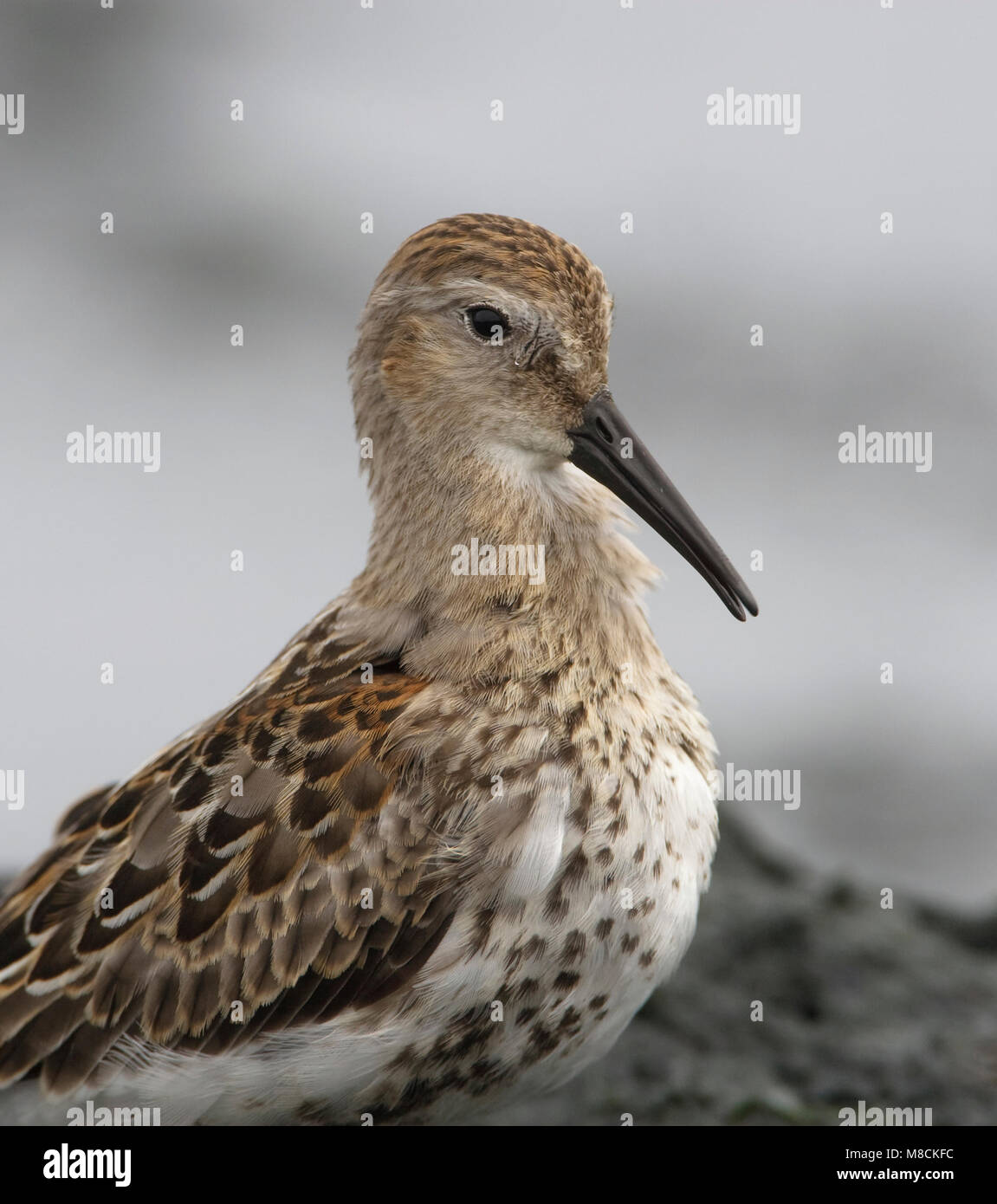 Juveniele Bonte Strandloper; Juvenile Dunlin Stock Photo - Alamy
