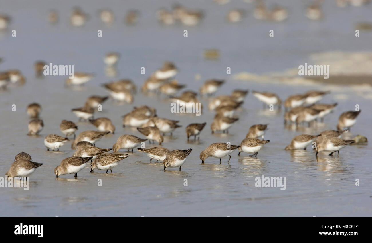 Strandlopers High Resolution Stock Photography and Images - Alamy