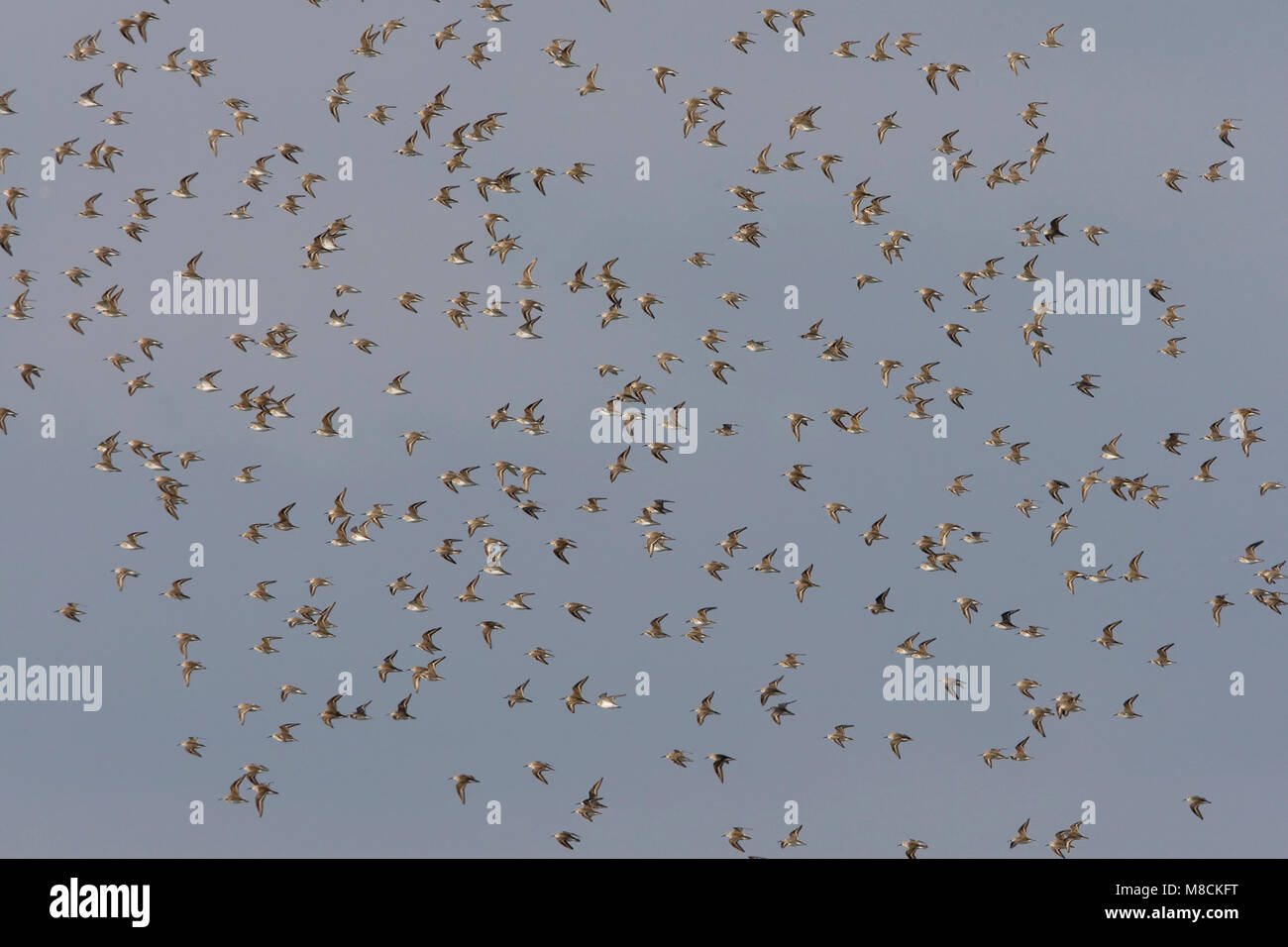 Strandlopers hi-res stock photography and images - Alamy