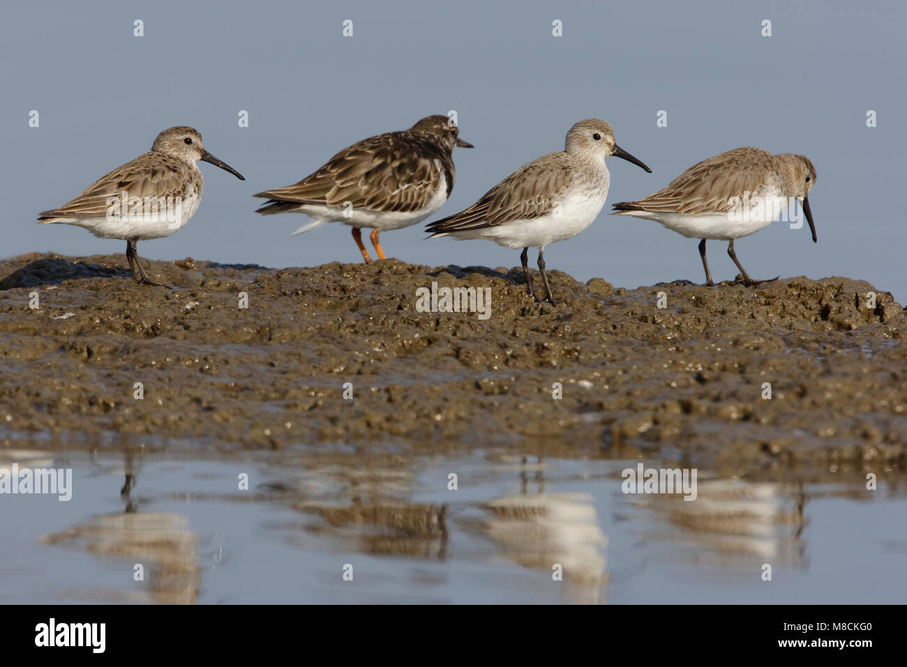 Met bonte strandlopers hi-res stock photography and images - Alamy