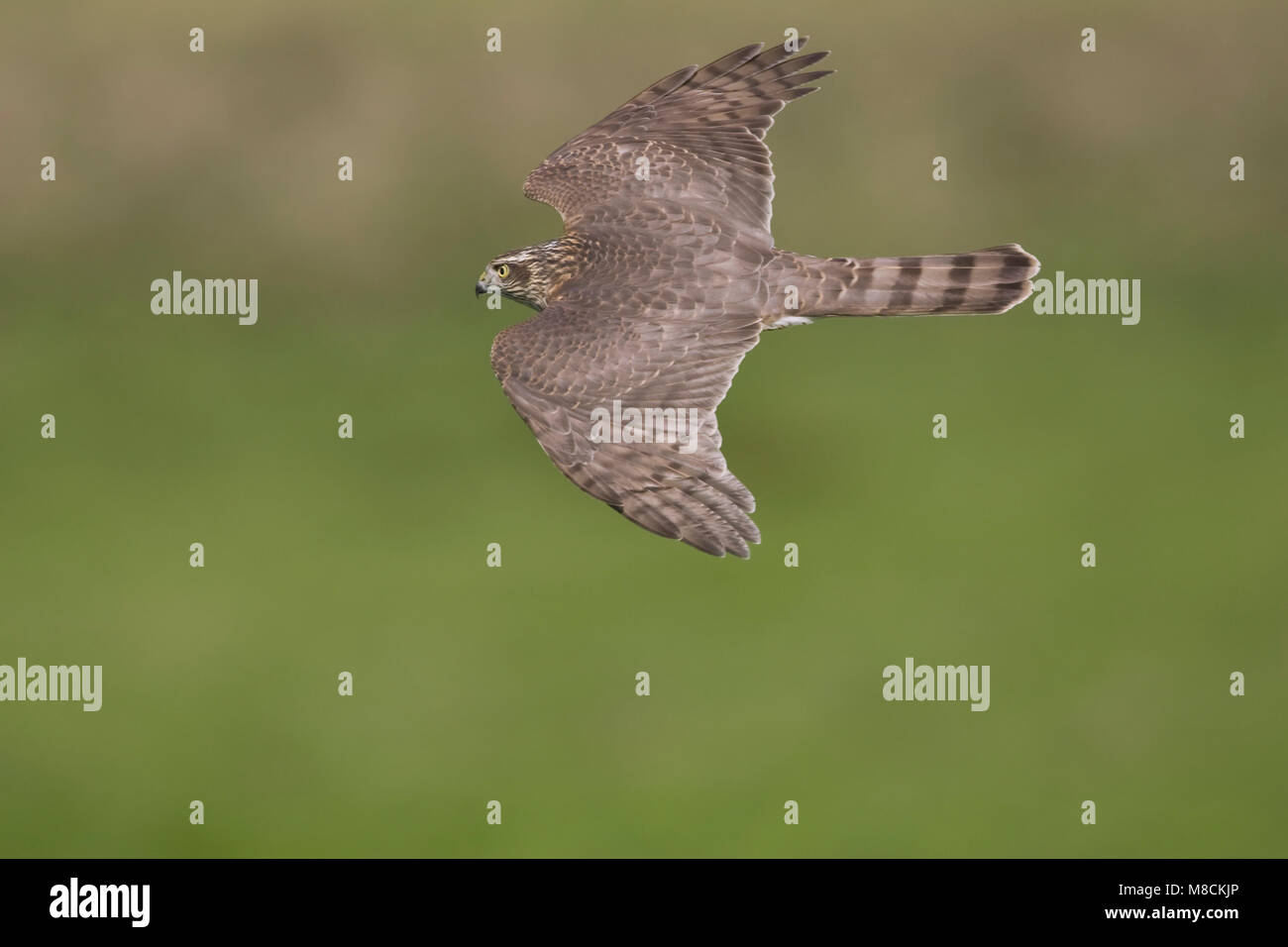 Sparrowhawk In Flight High Resolution Stock Photography and Images - Alamy