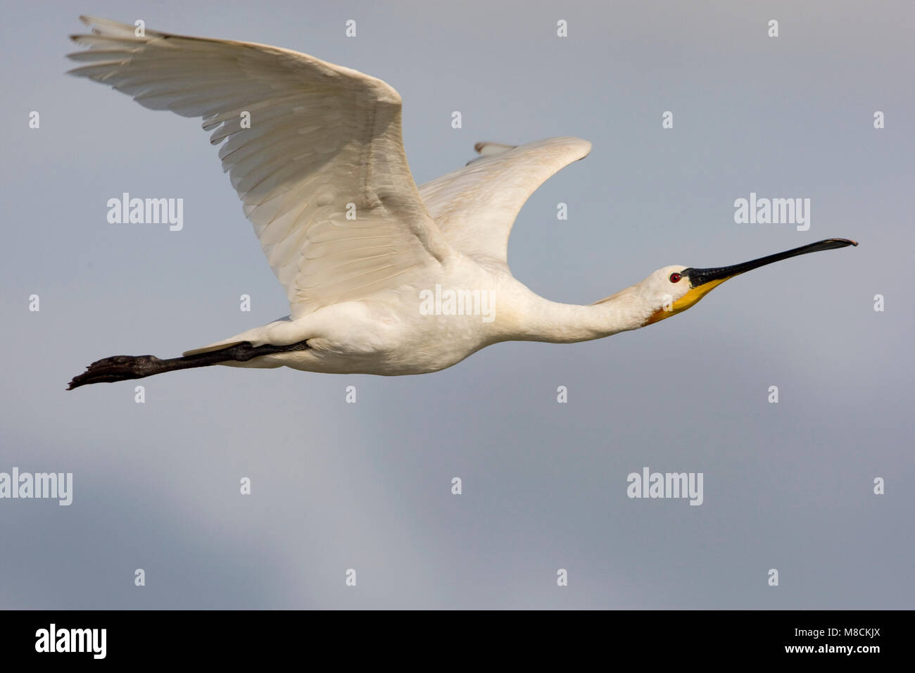 Flying adult Spoonbill; Vliegende volwassen Lepelaar Stock Photo - Alamy