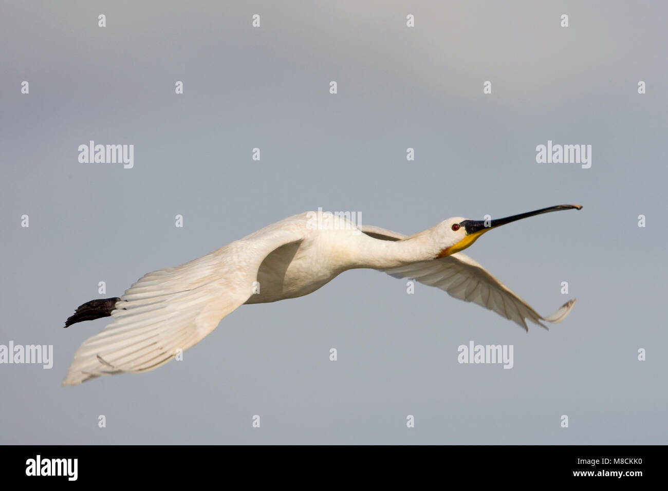 Vliegende volwassen Lepelaar; Flying adult Spoonbill Stock Photo - Alamy