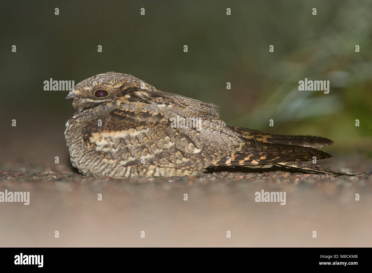 European Nightjar on ground, Nachtzwaluw op grond Stock Photo - Alamy