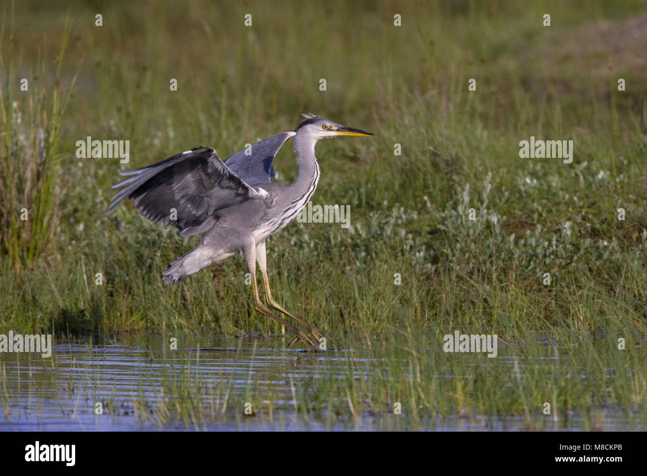 Vliegende jonge Blauwe Reiger; Flying juvenile Grey Heron Stock Photo ...